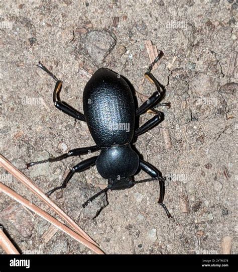 California Broad Necked Darkling Beetle Coelocnemis Dilaticollis Stock