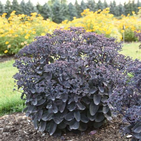 Sedums Plant