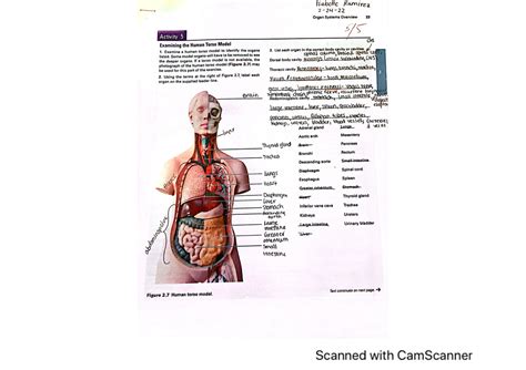 Review Sheet Organ Systems Overview Answers At Elvis Nusbaum Blog