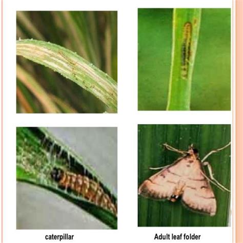 rice pests detection object detection dataset and pre trained model by