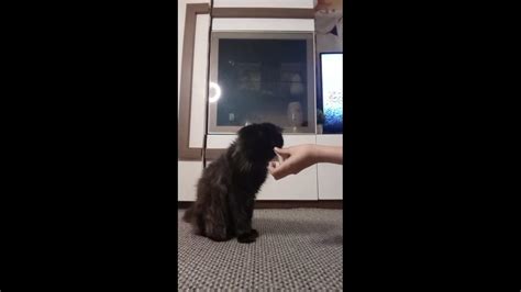 как научить кошку команде сидеть?совет от дашикс - YouTube