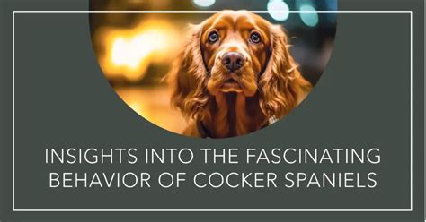 An Insight Into The Fascinating Behavior Of Cocker Spaniels