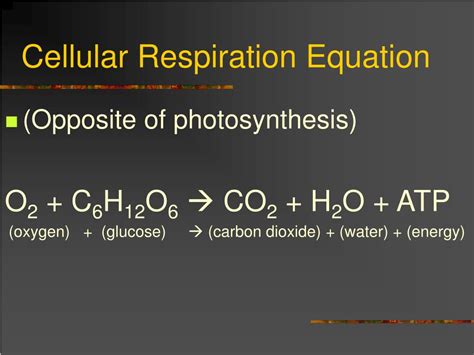 Ppt Cell Energy Cellular Respiration Powerpoint Presentation Free