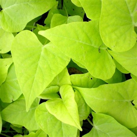 Stunning Ipomoea Marguerite