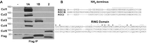 Figure 1 From Identifying Determinants Of Cullin Binding Specificity