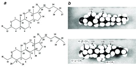 Molecular Structures Of Cholesterol Top And Lanosterol Bottom A
