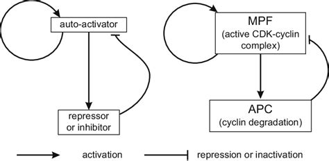 3 Left Scheme Of A Generic Regulatory Circuit Capable Of Sustained
