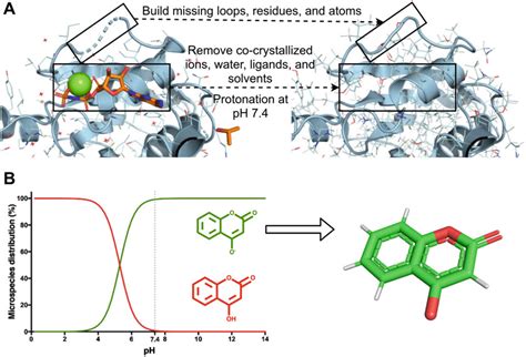 Proteins And Ligand Preparation For Docking A Structure Of A Model
