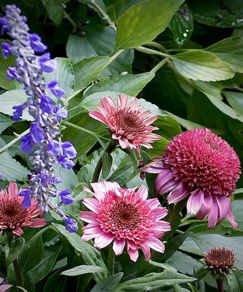 Garden Double Coded Hybrid Echinacea Butter Pecan Raspberry Beret