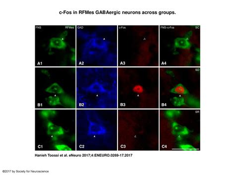 C Fos In Rfmes Gabaergic Neurons Across Groups Ppt Download