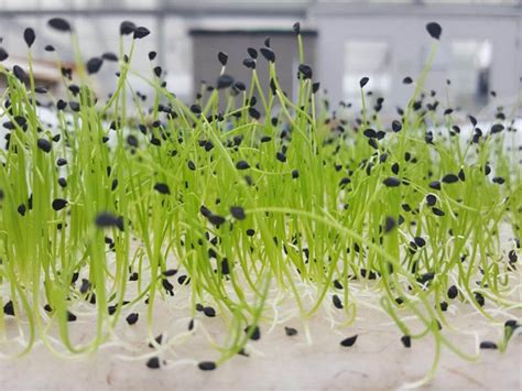 Los Microvegetales En Los Menús Verduras Actual Fruveg