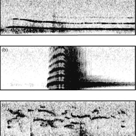Representative Spectrograms Of Three Ultrasonic Vocalization Calls A