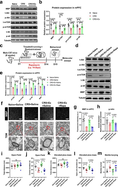 Exercise Potentiates Mtor Pathway For Anxiolysis And Myelination A