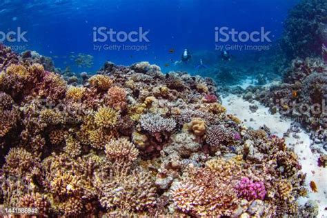 산호에 맞서 수중에서 수영하는 다채로운 다양한 물고기의 경치 좋은 전망 경관에 대한 스톡 사진 및 기타 이미지 경관 다양 다중 색상 Istock