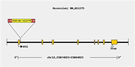Rnaseh1 Taconic Biosciences