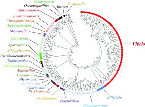 Bacterial 16s Rrna Sequencing Analysis Service At ₹ 3500 Sample In Bengaluru