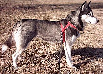 Siberian Husky Wikipedia