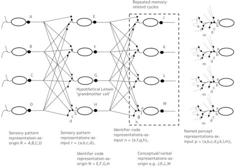 Simplified Schema Of Successive Representations As Origin And