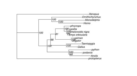 Introduction To Computational Evolutionary Biology 4 Maximum
