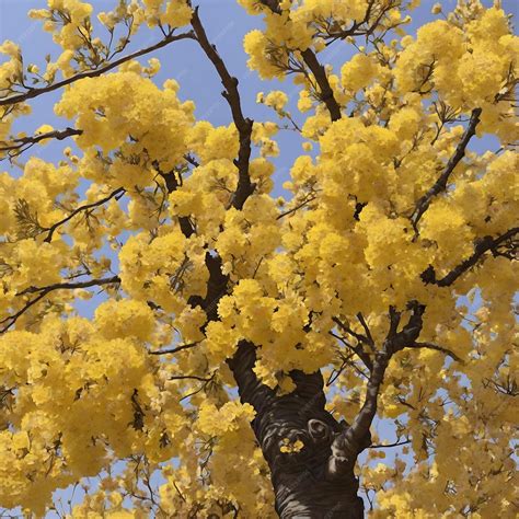 Premium Photo Yellow Cherry Blossom Tree Branches