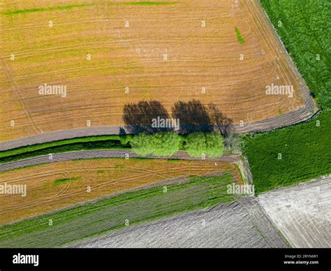 Birds Eye View Of Field Field Grown Trees Hillier Trees