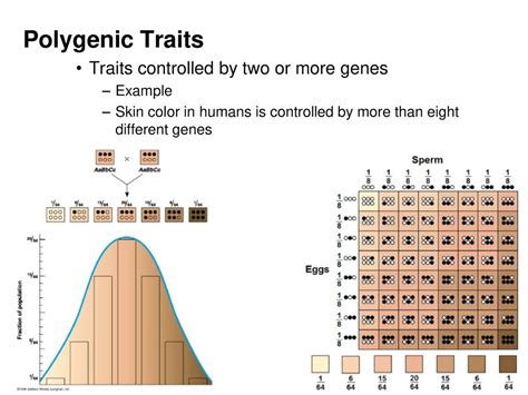Beyond Dominant And Recessive Alleles Ppt Download
