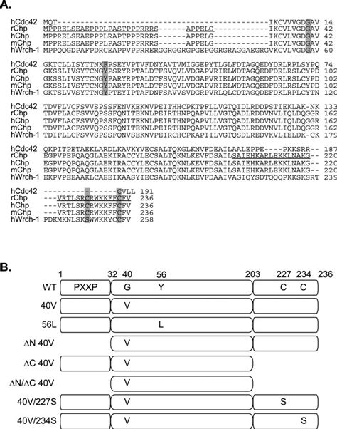 Sequence Comparison And Mutants Of Chp A Sequence Comparison Of Chp Download Scientific