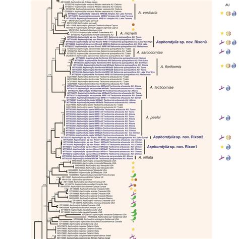 Bayesian Phylogeny Of Co1 Sequences Of Cecidomyiinae Super Tribe