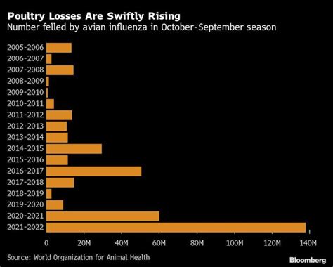 The World Is Addicted To Chicken So Is The Bird Flu Virus Ajotcom