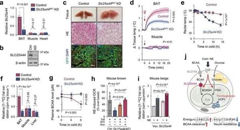 If 69 50 Nature 棕色脂肪中支链氨基酸分解代谢可保持能量稳态 知乎