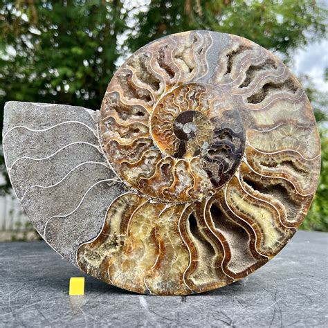 Giant Fossil Cut And Polished Single Ammonite Amonite Cephalopod Uk Fossils