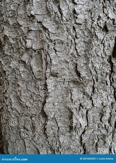 Natural Tree Skin Texture In A Wood Stock Image Image Of Forestry Tree