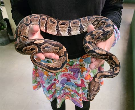 Python Regius Normal Ball Python Stromboli 10 Years Old