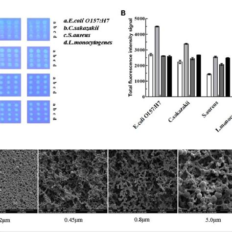 Selection Of Nitrocellulose Nc Membrane A The Spotting Results Of Download Scientific