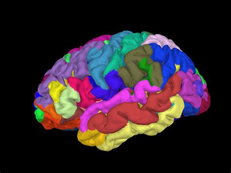 freesurfer mri reconstruction — mne 1 2 2 documentation