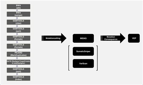 Workflow Diagram For Data Analysis And Mutation Calling After Initial