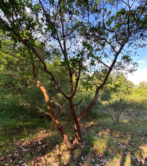 Pacific Madrone — Save Shoreline Trees