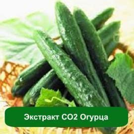 СО2 экстракт Огурца купить в Украине | Мыло Опт | Cucumber seeds ...