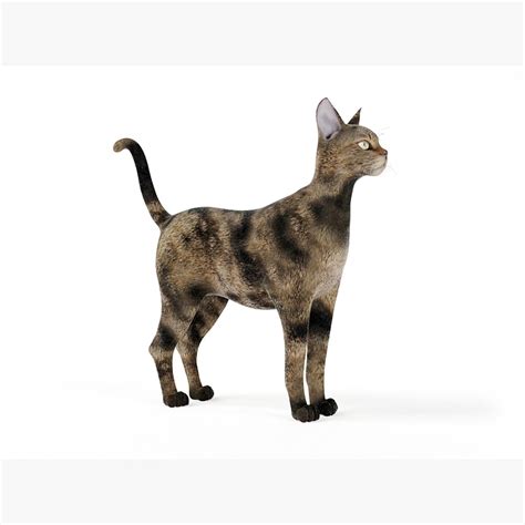 Tabby Cat 3d 모델 다운로드 포유류 On