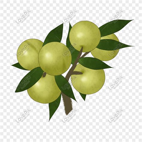 만화 녹색 매화 그림 Png 일러스트 무료 다운로드 Lovepik