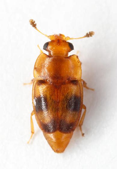Epuraea Ocularis Bugguidenet