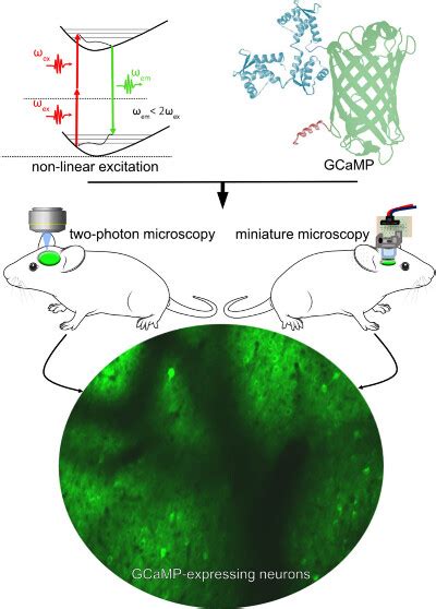 Window Into The Brain In Vivo Multiphoton Imaging Acs Photonics