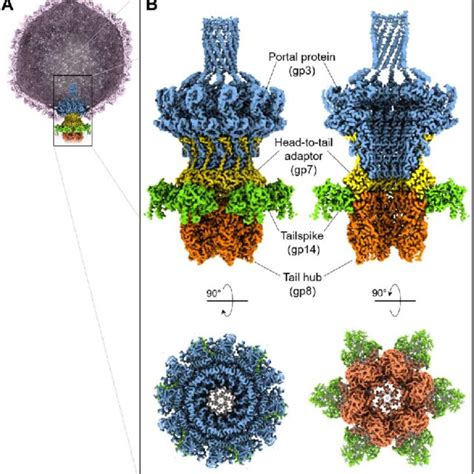 Localized Reconstruction Of Phage Sf6 Tail Machine A A Section