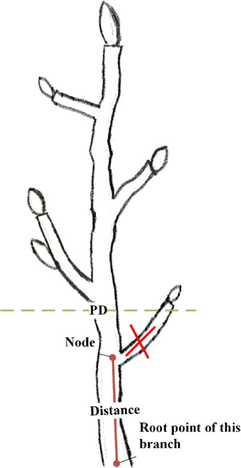 Pruning Process For A Branch Pd Pruning Distance The Branch Marked