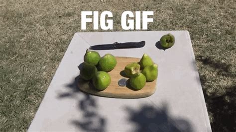 Fig Gifs Find Share On Giphy