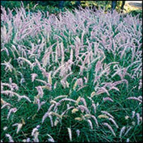Grasses Stone Cottage Gardens Ground Cover Vegetation