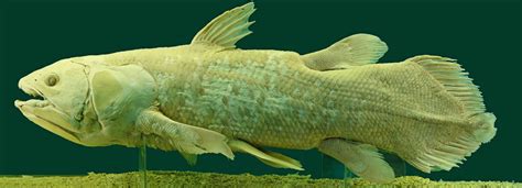Discover The Coelacanth A Living Fossil