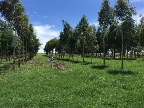 Multi Storey Farming Just Add Trees