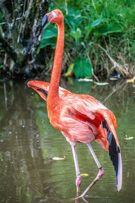 A Majestic Flamingo Bird Stands Tall In Shallow Tropical Waters Its