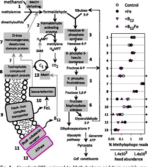 Figure 4 From Phytoplankton Bacterial Interactions Mediate Micronutrient Colimitation At The